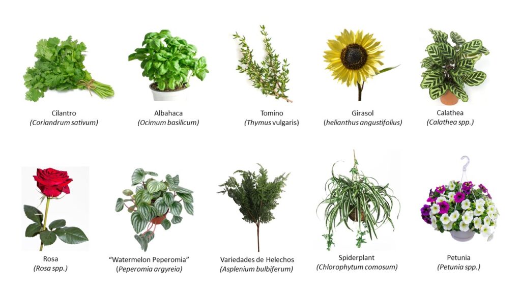 Plantas de exterior no tóxicas para perros - Normalweb.es