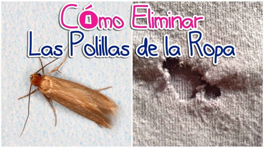 Cómo eliminar polillas de la ropa - Normalweb.es